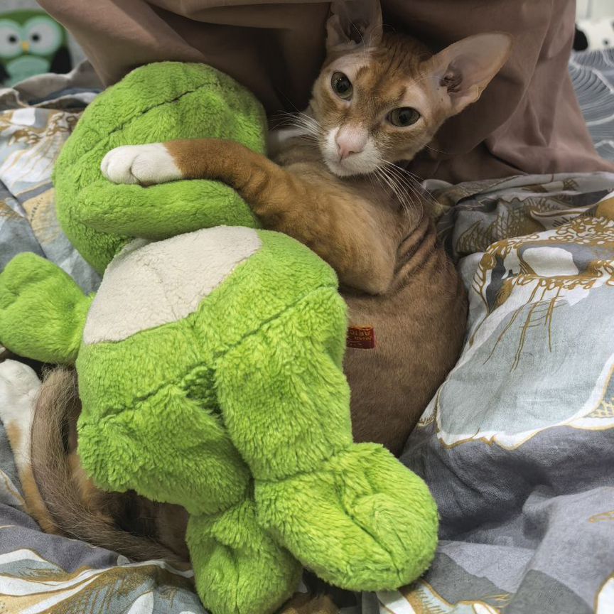 Взрослый кот в добрые руки