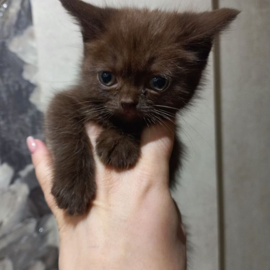 Котята в добрые руки бесплатно