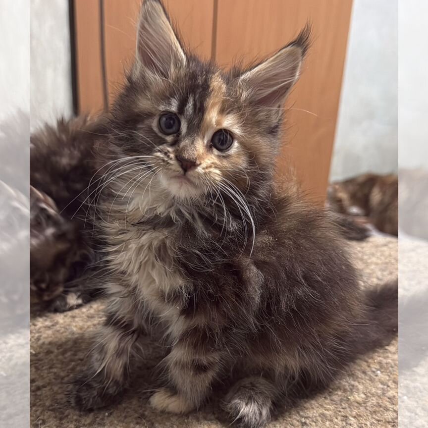 Мейн-кун котёнок