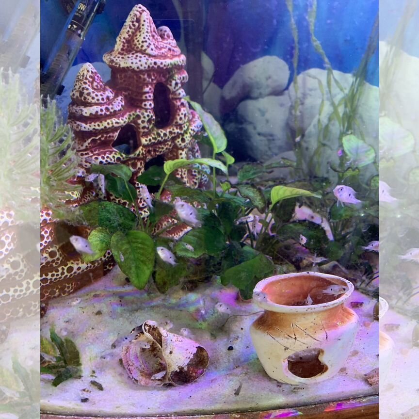 Цихлазома Элиота