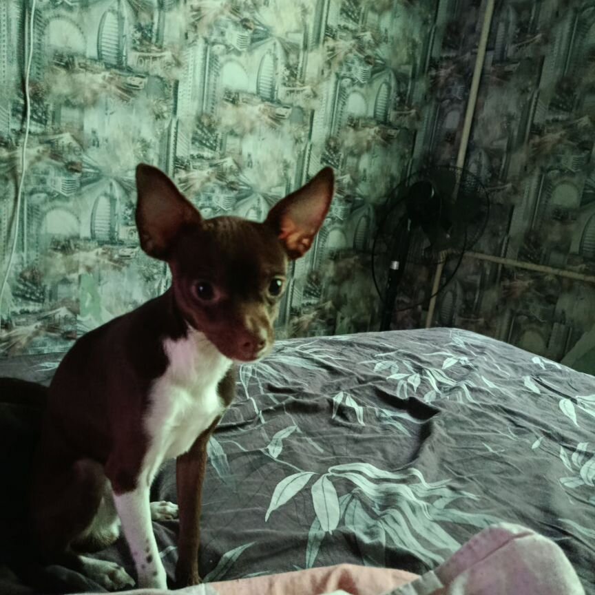 Русский той-терьер, щенок