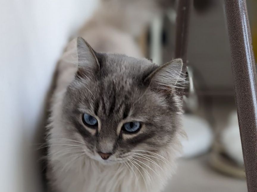 Кот Ваcилёк