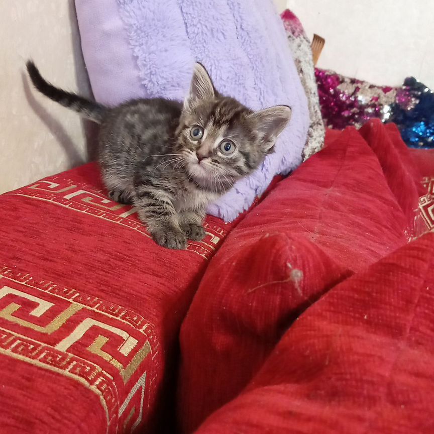 Мейн-кун котёнок