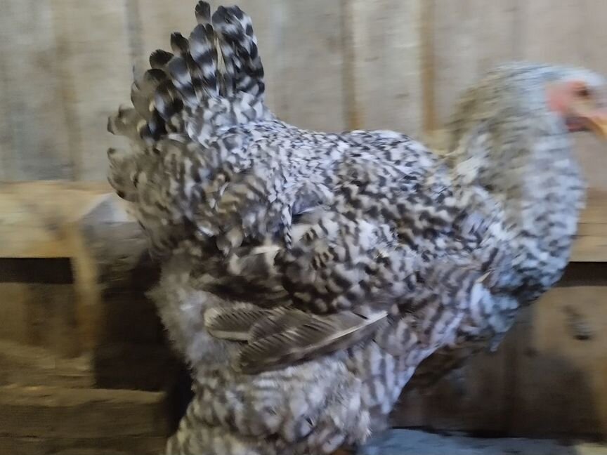 Продам петушка