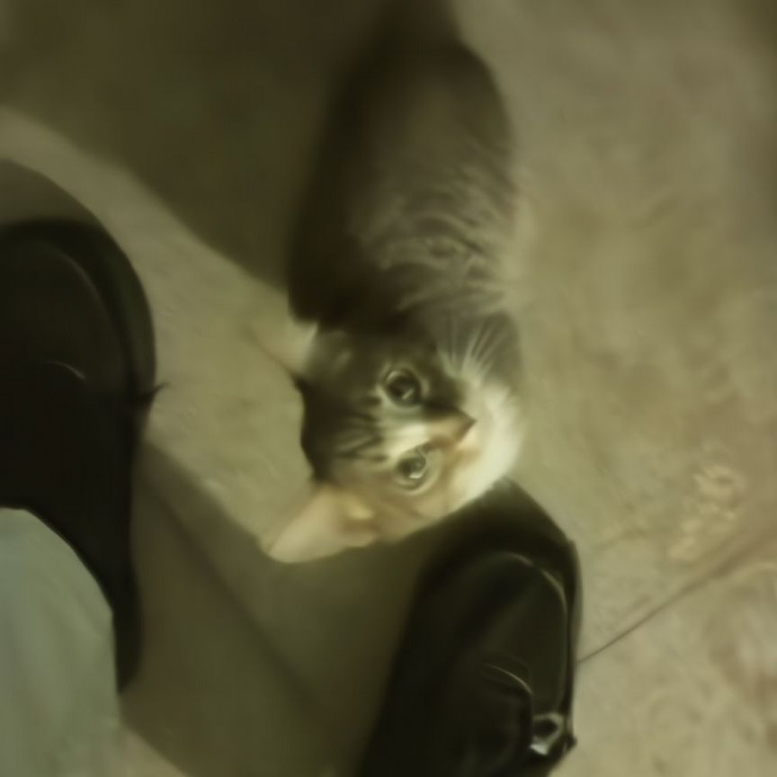 Канадский сфинкс котёнок