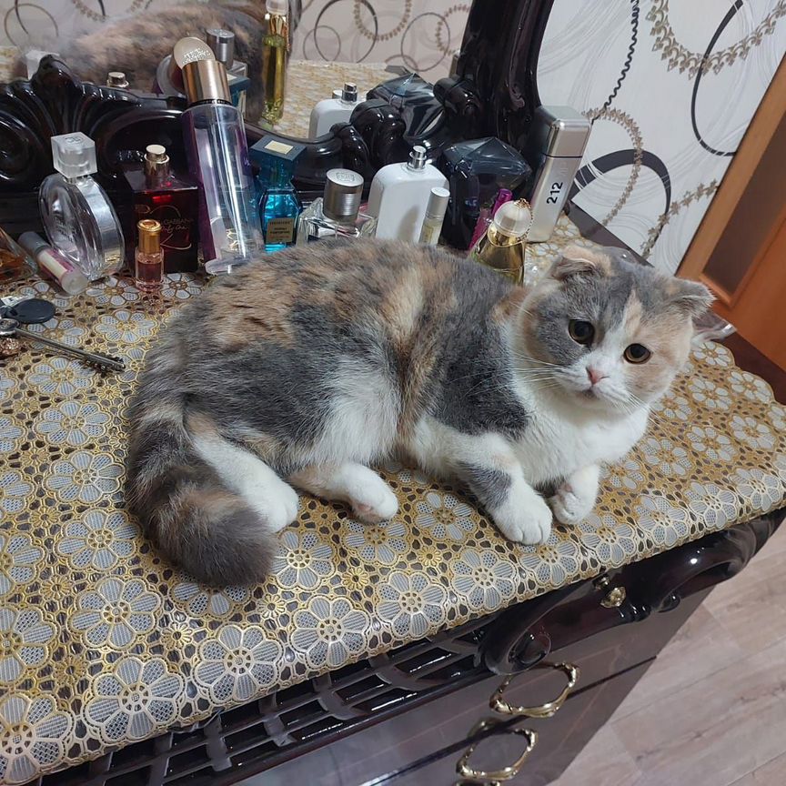 Шотландская вислоухая кошка