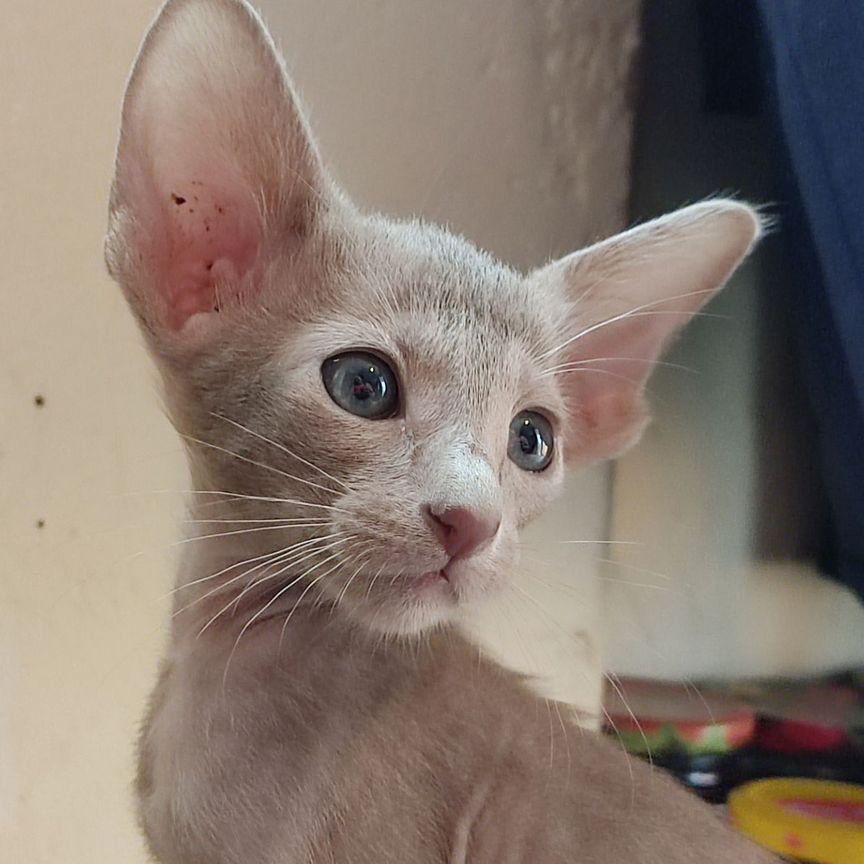 Ориентальные котята
