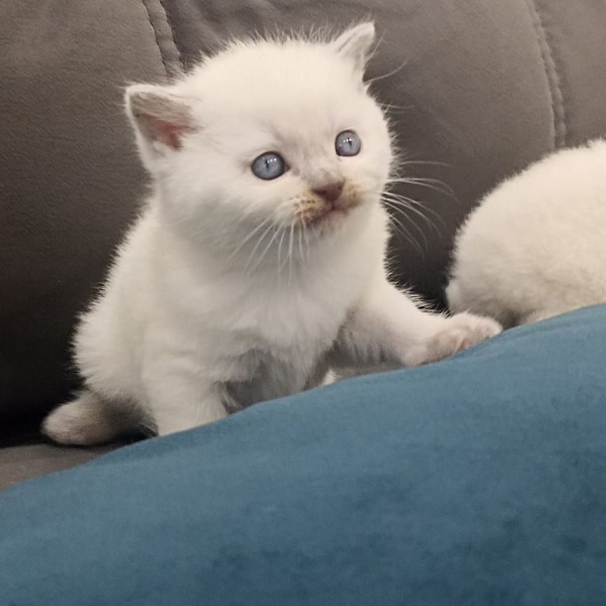 Кошечки и котики в резерв