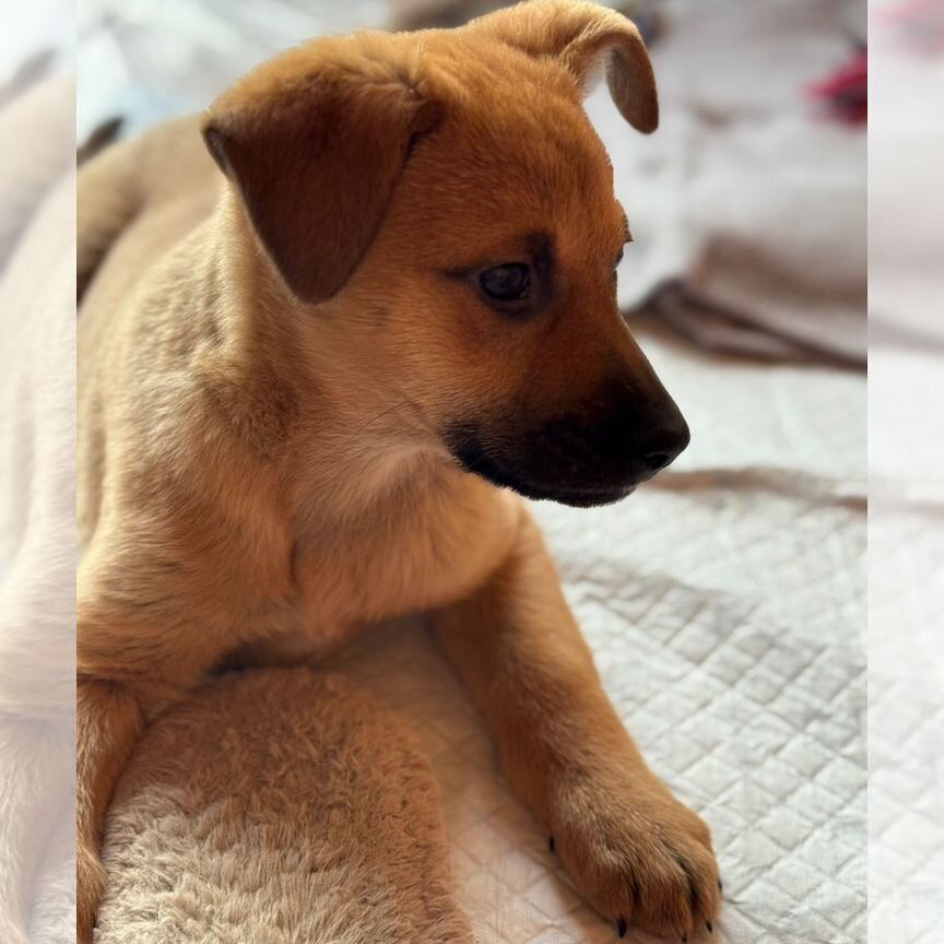 Немецкая овчарка, щенок