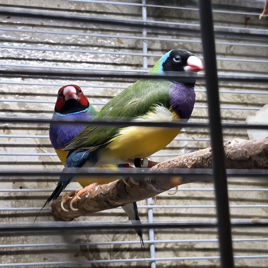 Амадины гульда