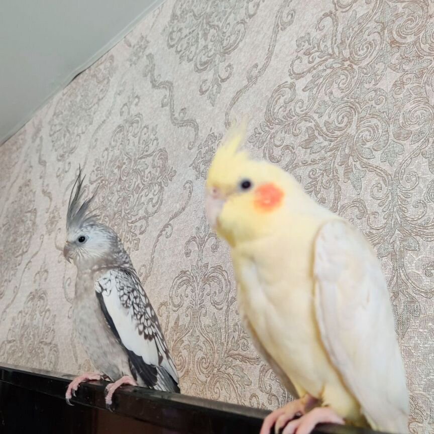 Попугаи корелла с клеткой