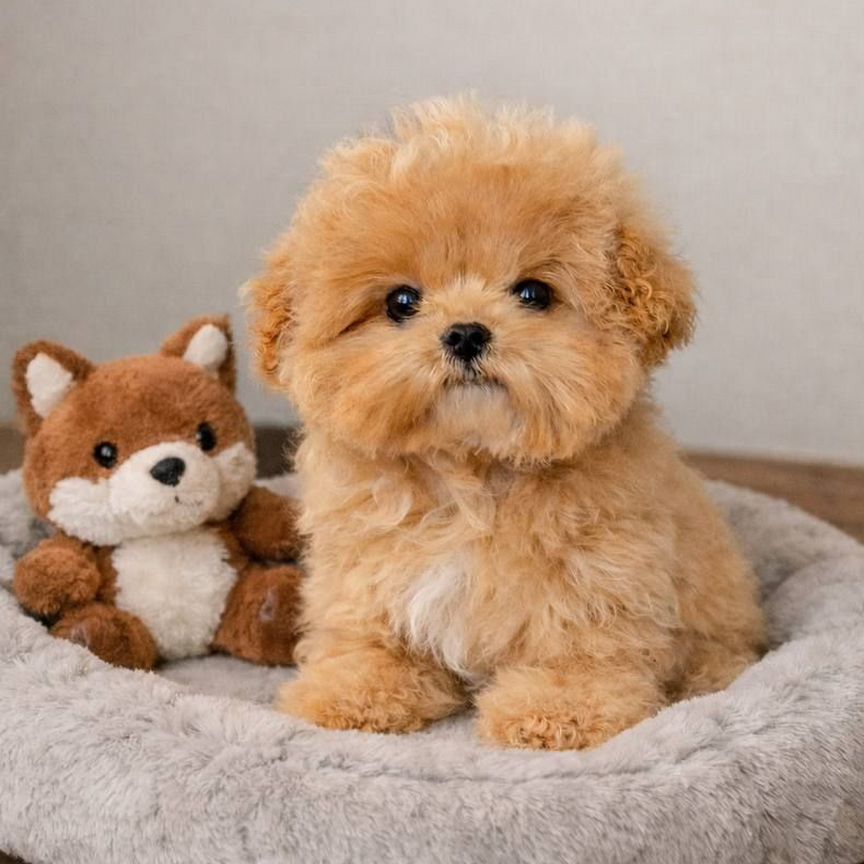 Мальтипу, щенок