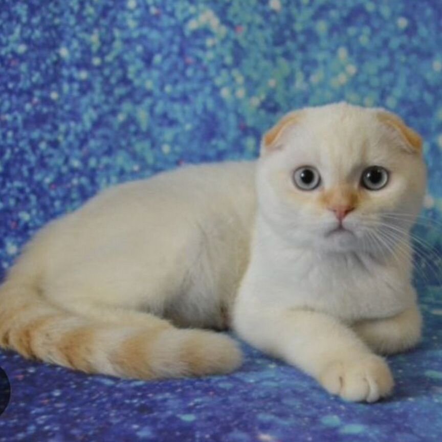Шотландский вислоухий короткошёрстный, взрослый кот