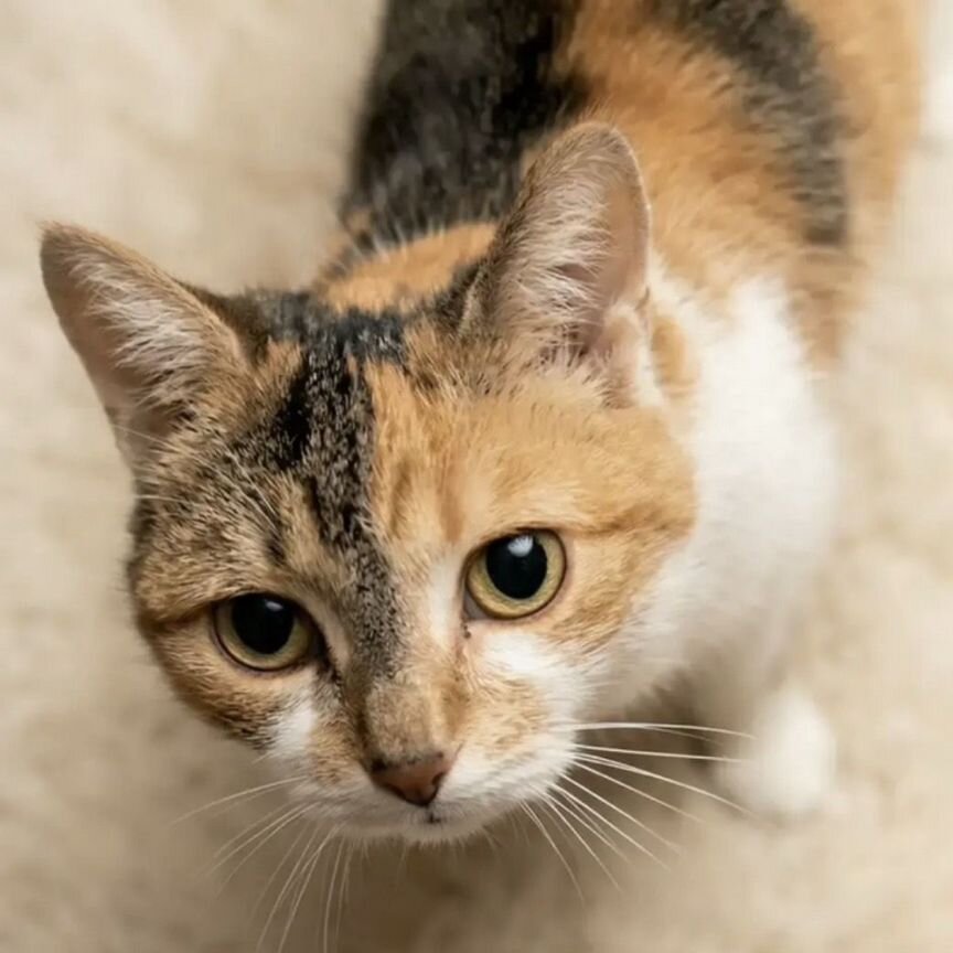 Взрослая, кошка в добрые руки