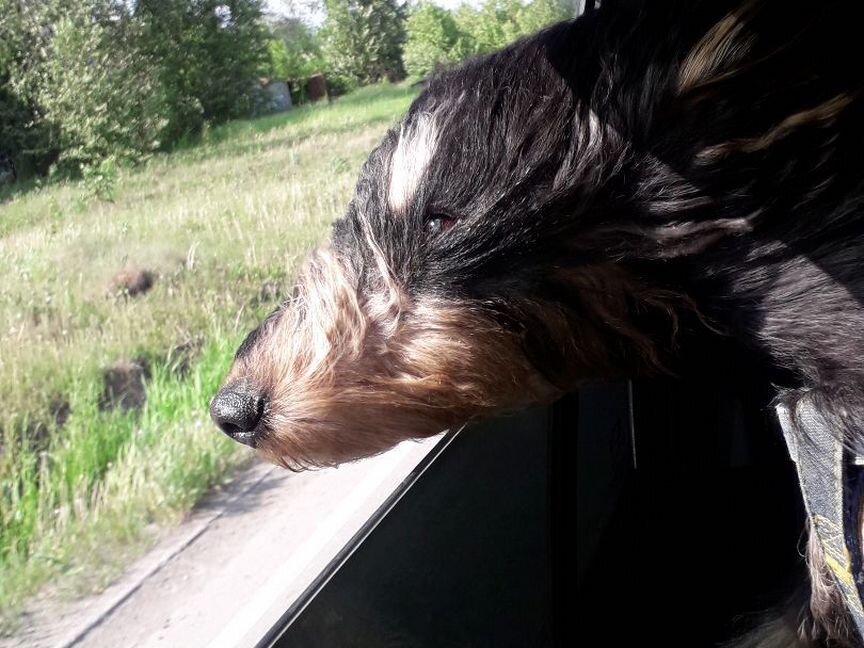 Ягдтерьер вязка