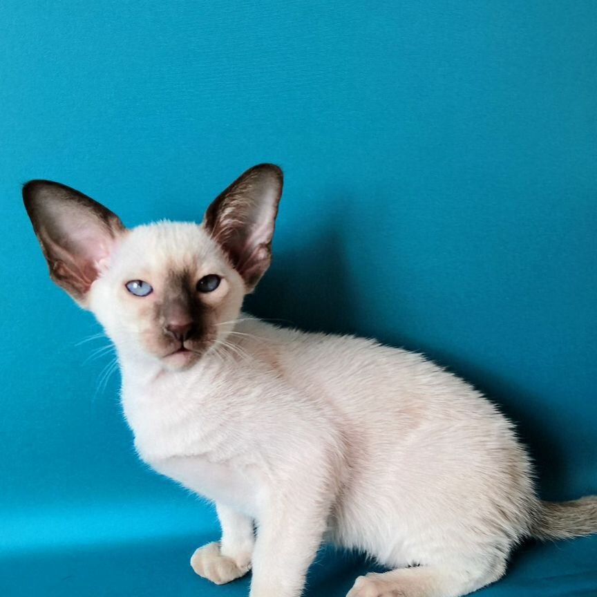 Ориентальные котята