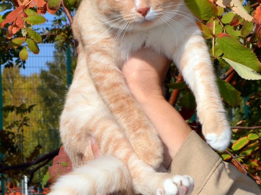Котенок
