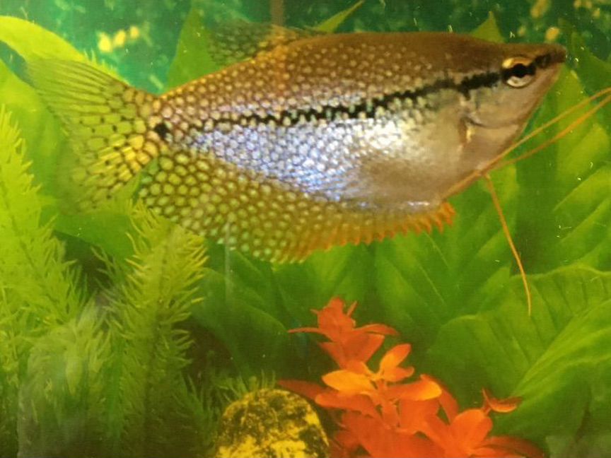 Аквариумные рыбки