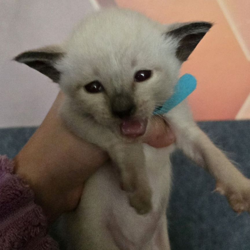 Тайский котёнок