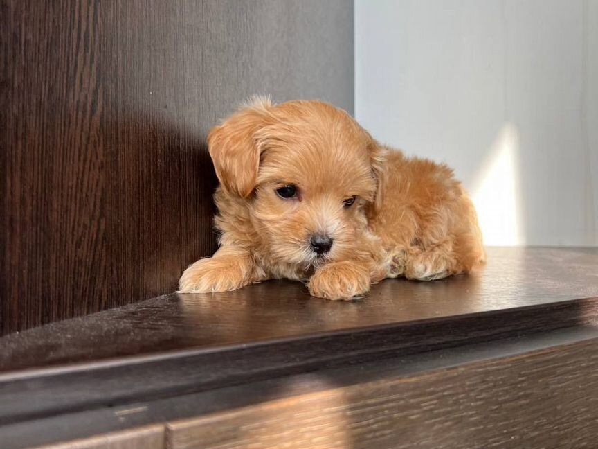 Мальтипу f1 mini