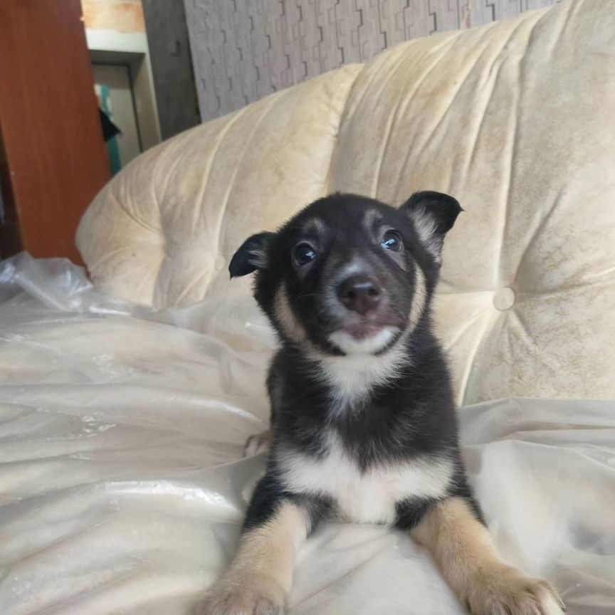 В добрые руки