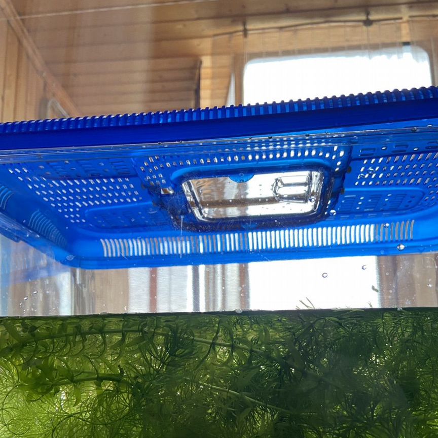 Аквариумные растения