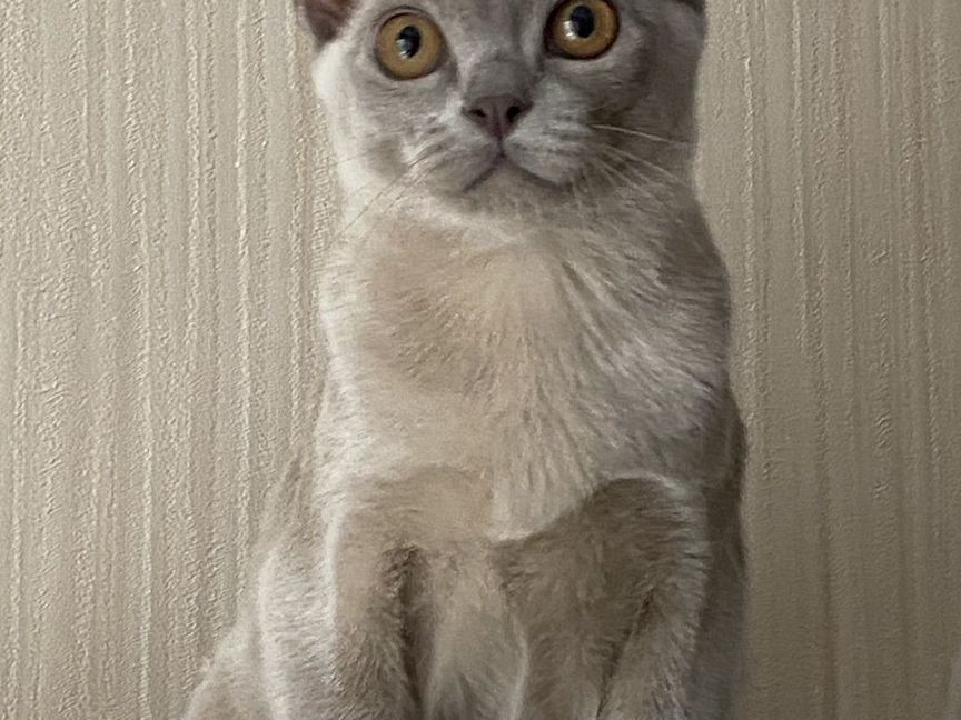 Бурманские котята купить