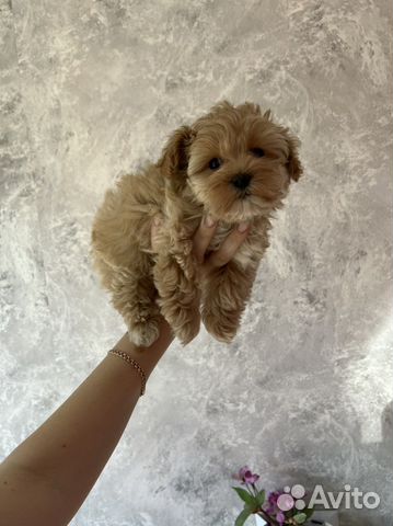 Мальтипу ф1 мальчик целовашка