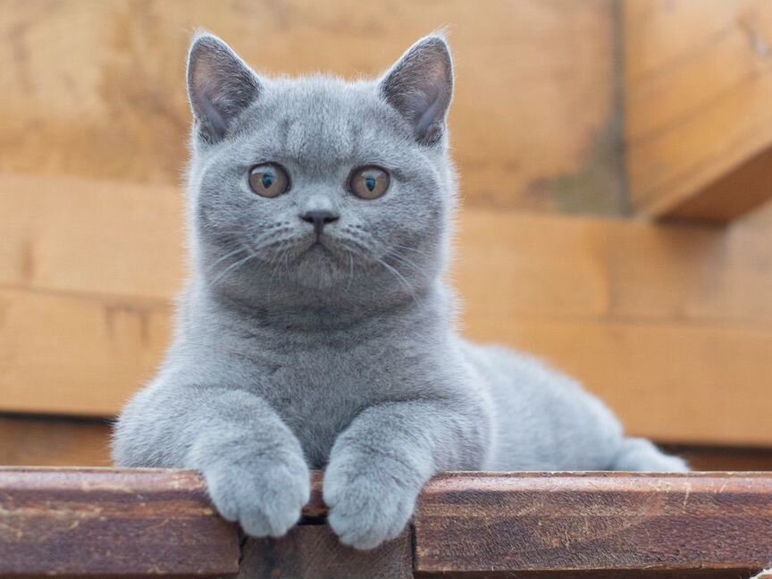 Британская короткошерстная