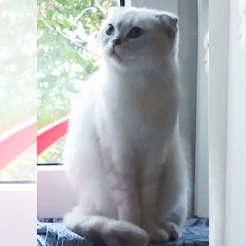 Шотландская серебристая шиншилла