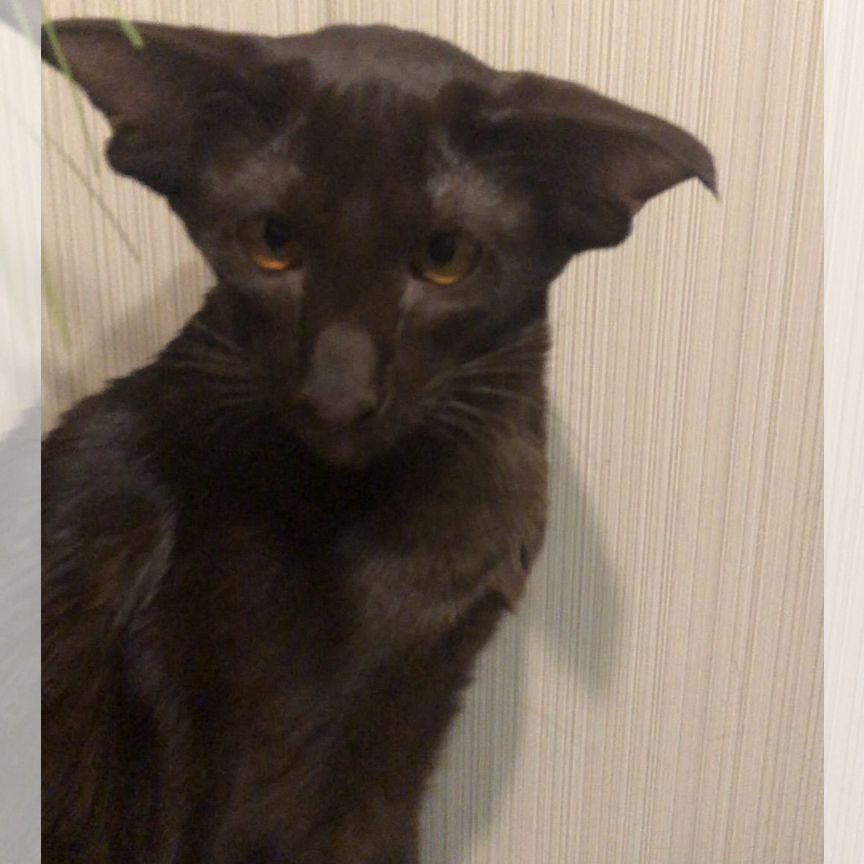 Шоколадный котенок мальчик