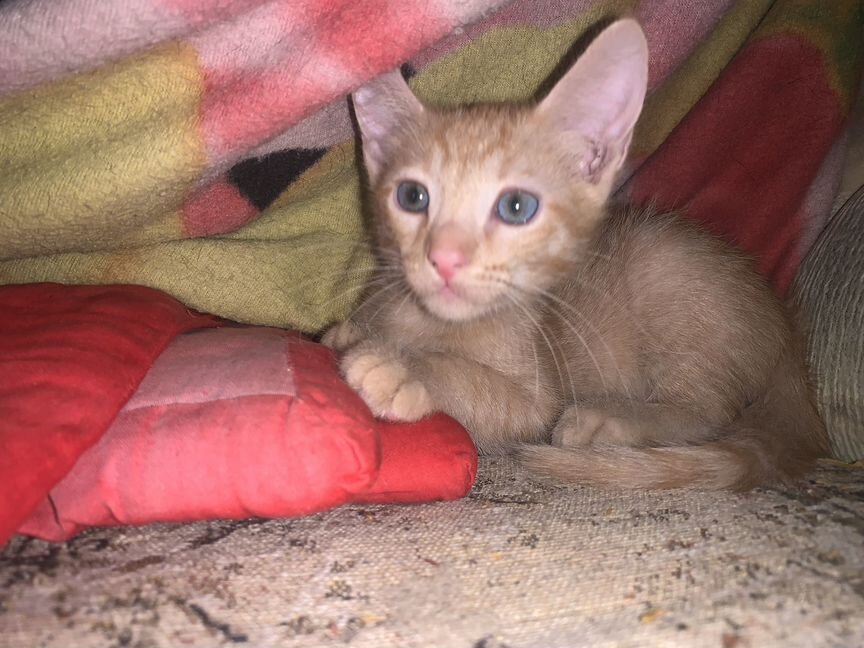 Рыжий котик 3 месяца