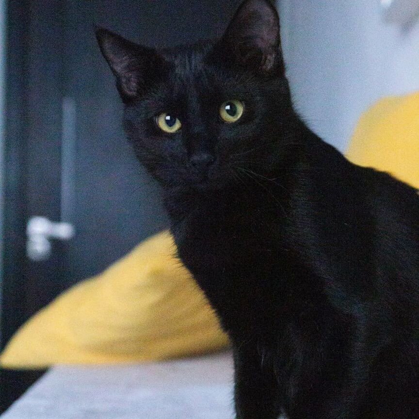 Котенок "Оникс" 5 мес