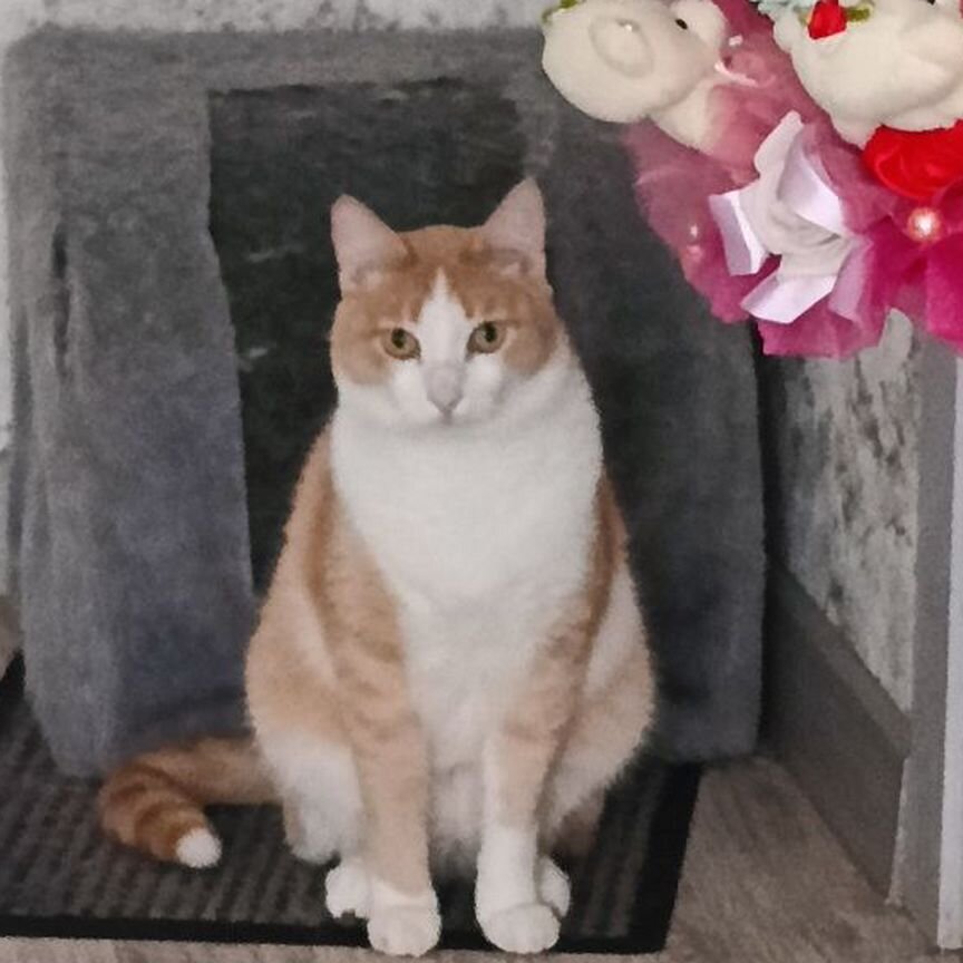 Взрослый кот в добрые руки