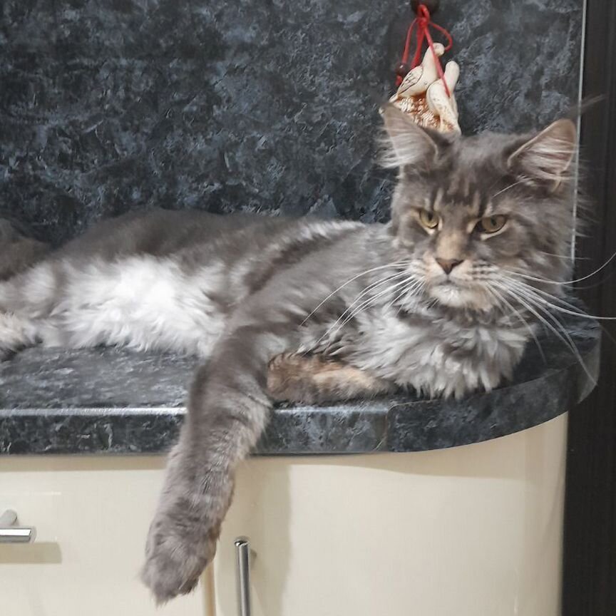 Мейн-кун котёнок