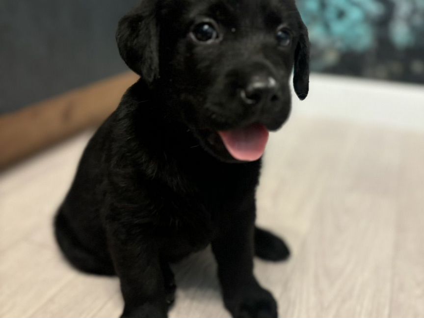 Лабрадор -ретривер