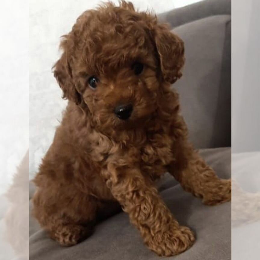 Пудель, щенок