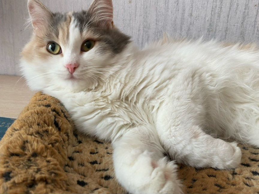 Ласковая красавица Маруся