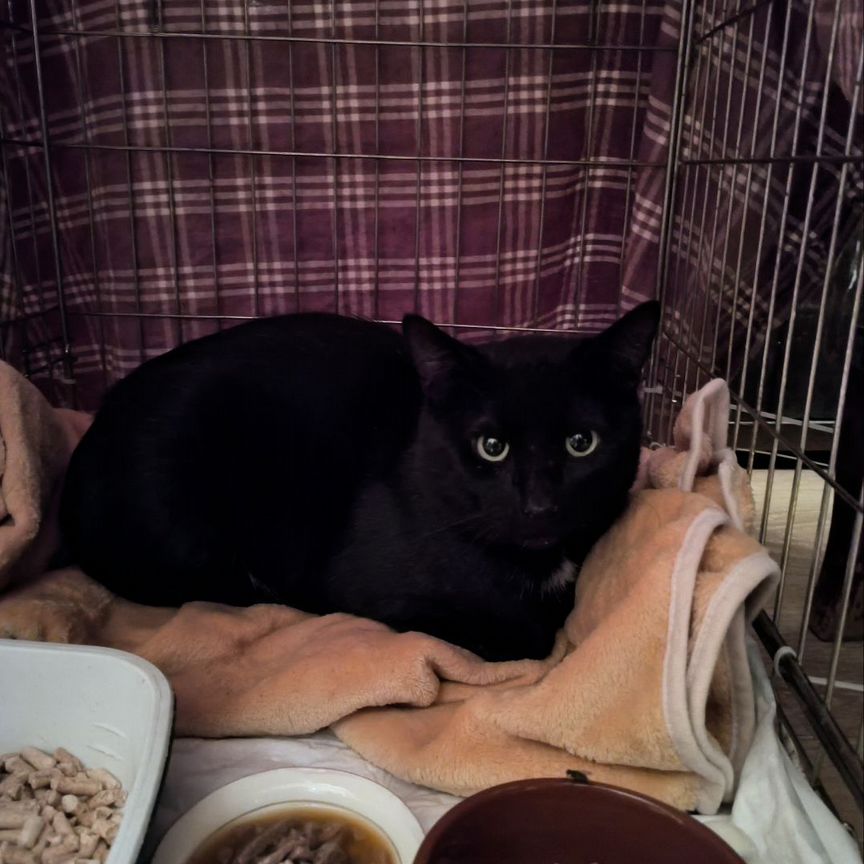 Ласковый кот Граф в добрые руки