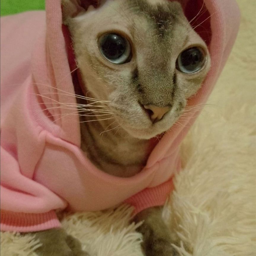 Донской сфинкс кошка