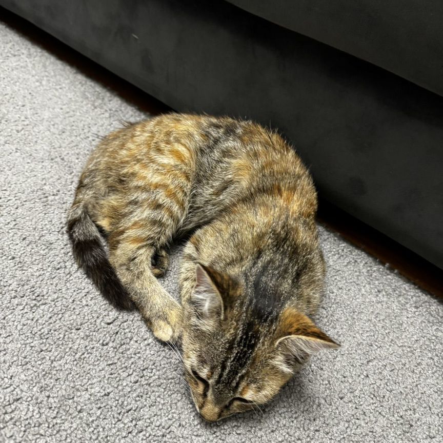 Котенок в добрые руки