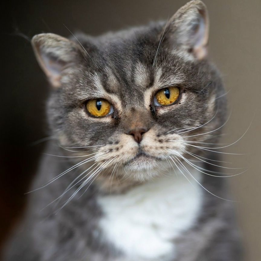 Взрослая, кошка в добрые руки