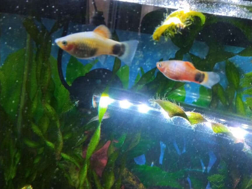 Пицилия бесплатно