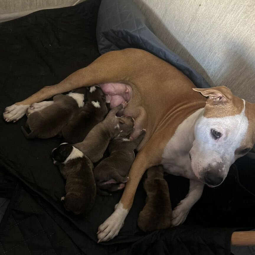 Щенки Амстаффа