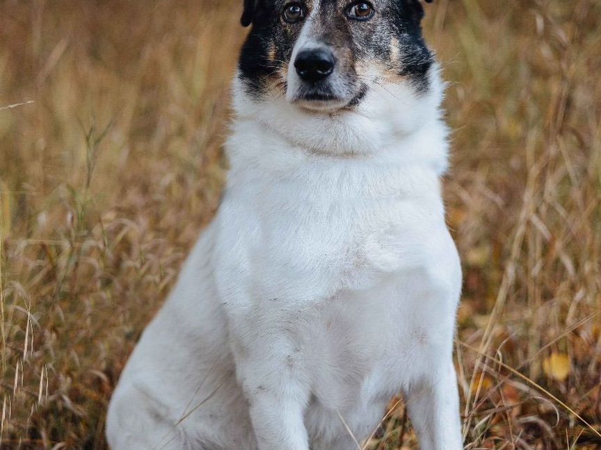 Лютик в добрые руки