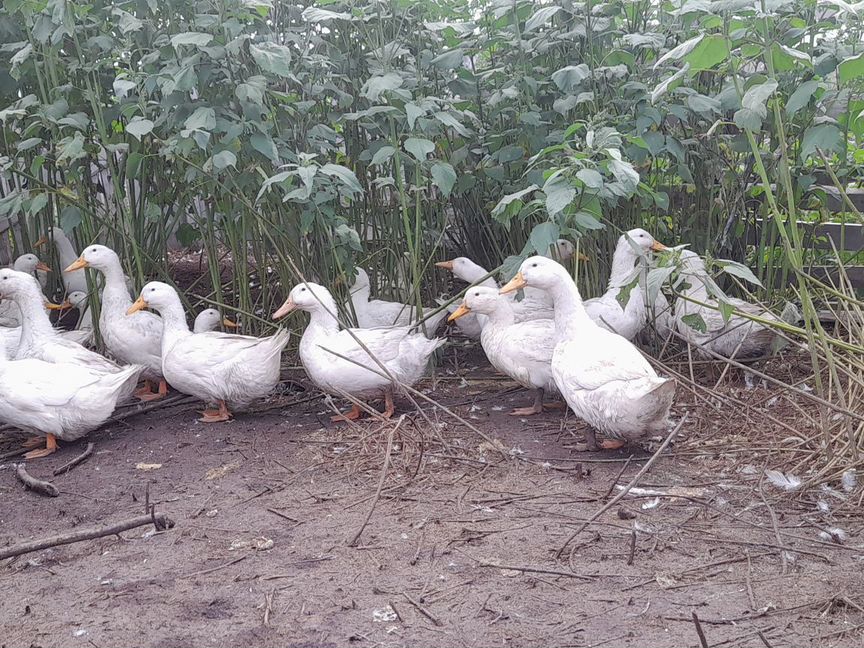 Принимаюзаказыназабойбройлера и уток