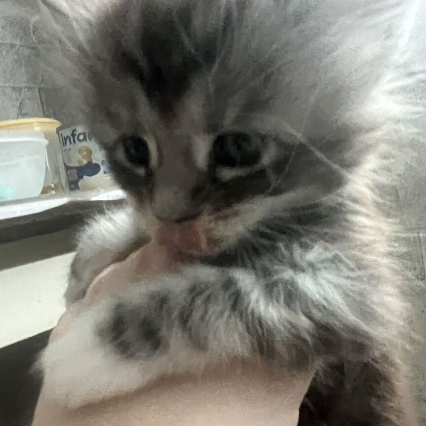 Мейн-кун котёнок