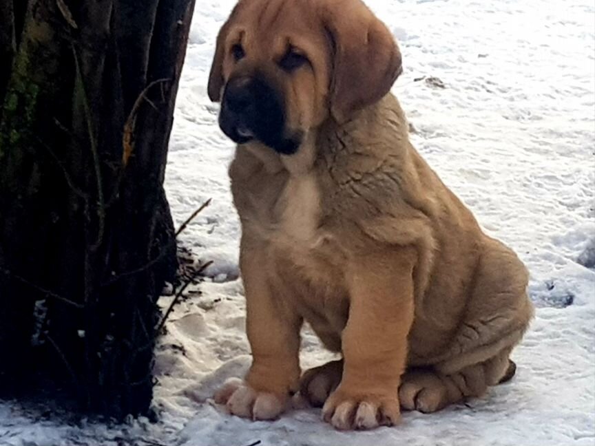 Испанский мастиф