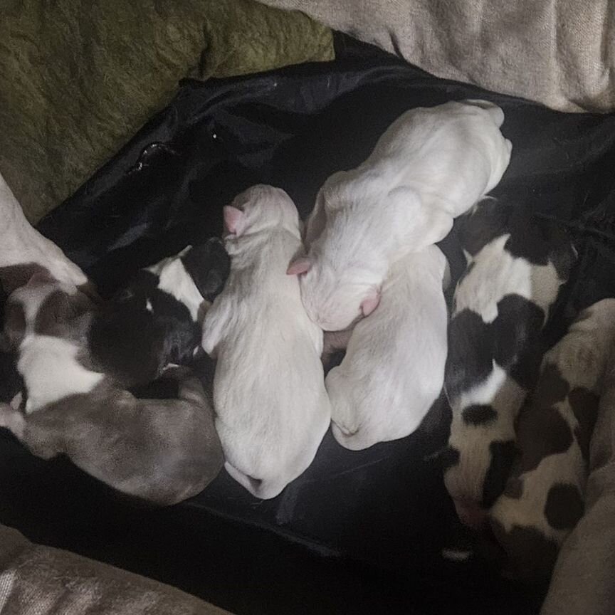 Американский стаффордширский терьер, щенок