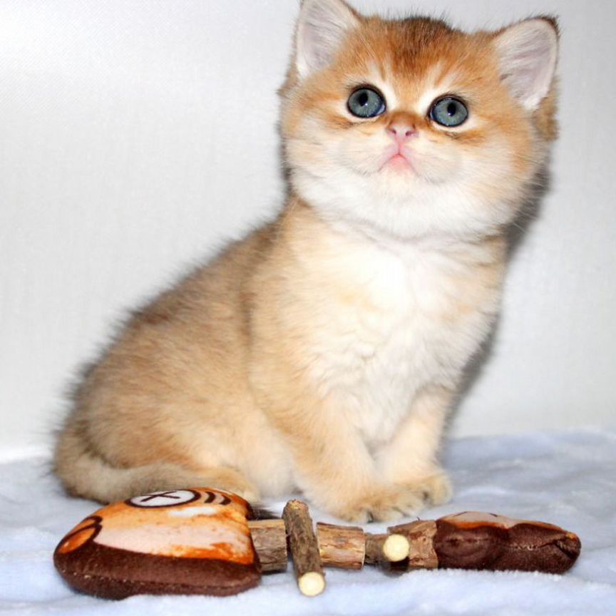 Британский короткошёрстный котёнок
